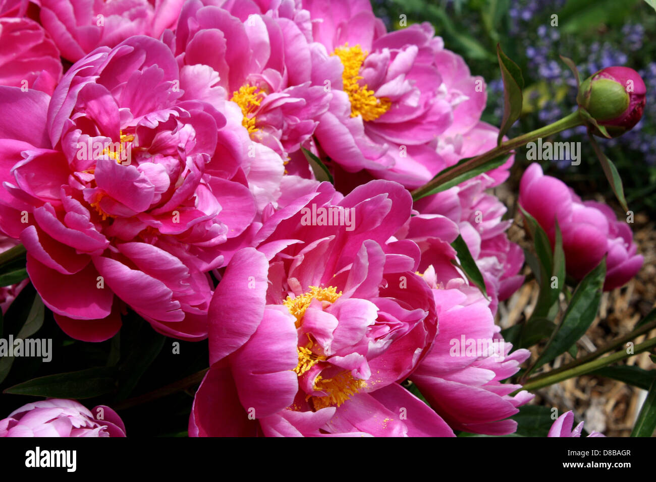 Bright pink peony flowers are in full bloom, showcasing their large ...