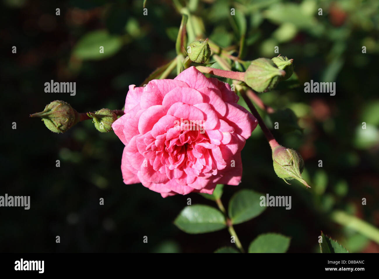A bright pink rose is shown in full bloom, displaying its vibrant ...
