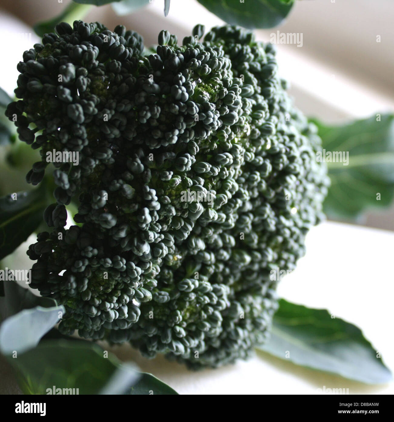 A close-up image of a fresh broccoli head, showing its dense, green ...