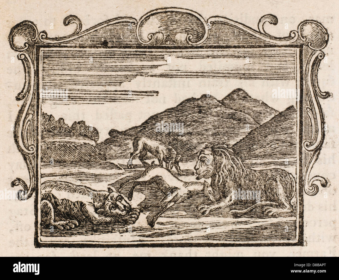 Fox and lion hi-res stock photography and images - Alamy