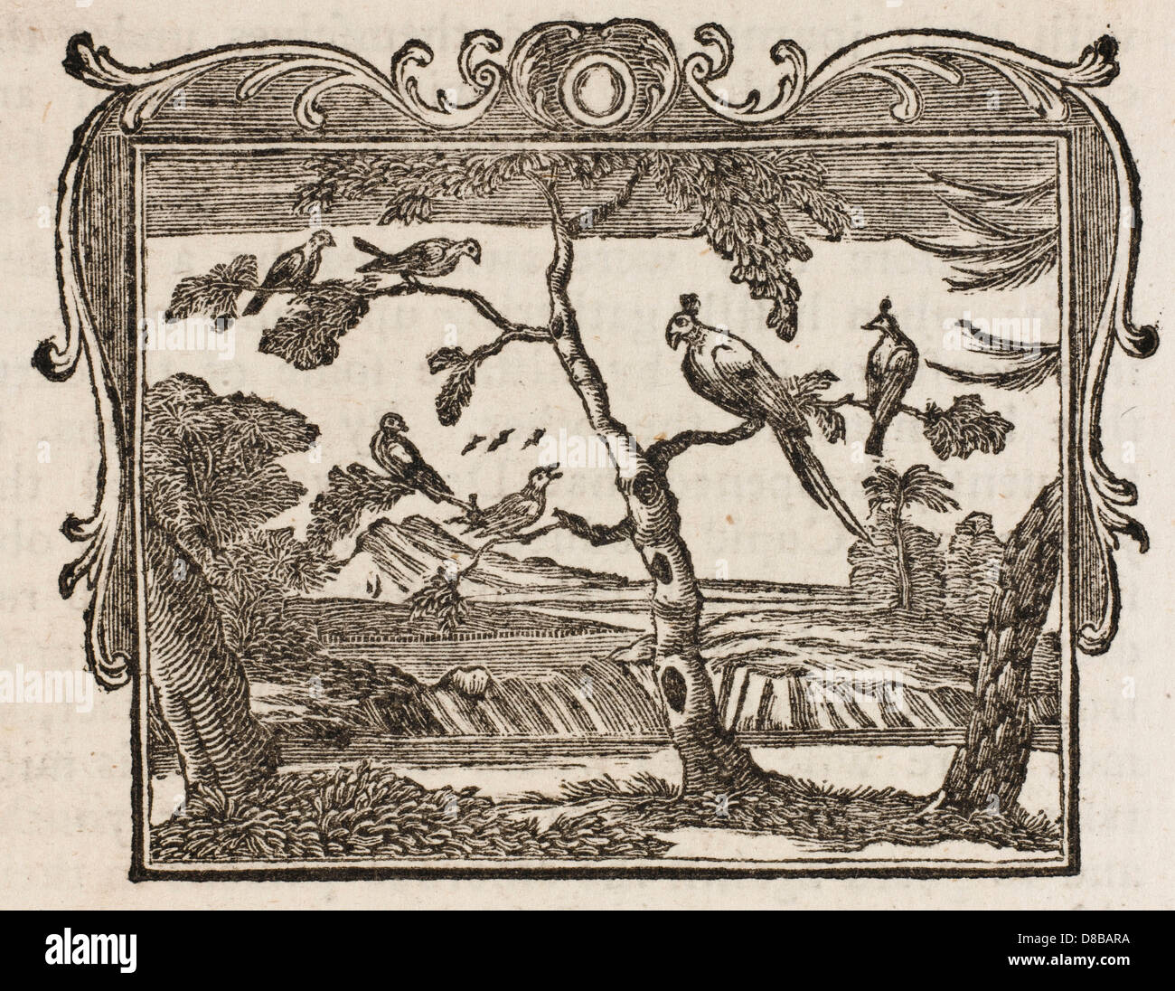 Fable - the Mock-Bird Stock Photo - Alamy