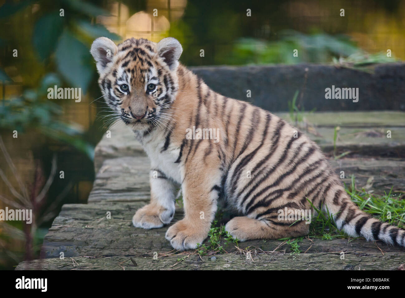 Captive siberian tiger cub hi-res stock photography and images - Alamy