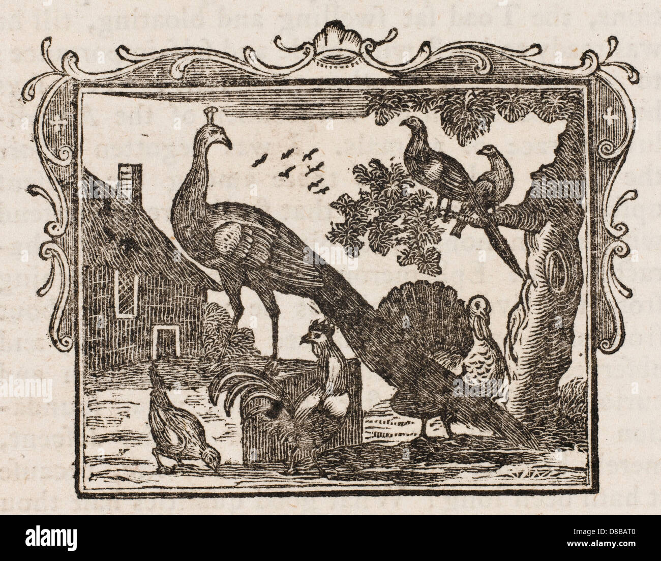 Fable - the Peacock Stock Photo - Alamy