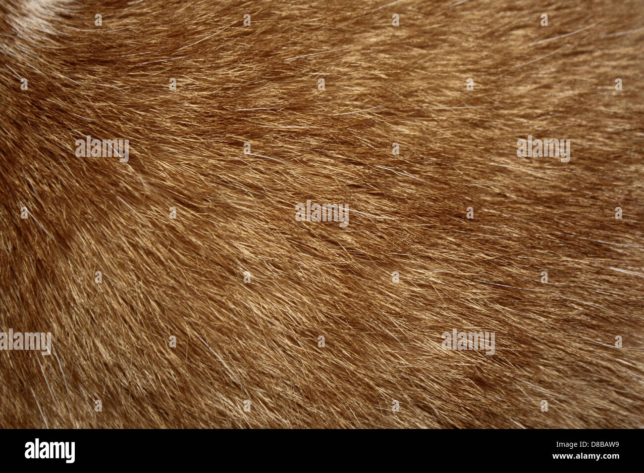 Fur soft coat hi-res stock photography and images - Alamy