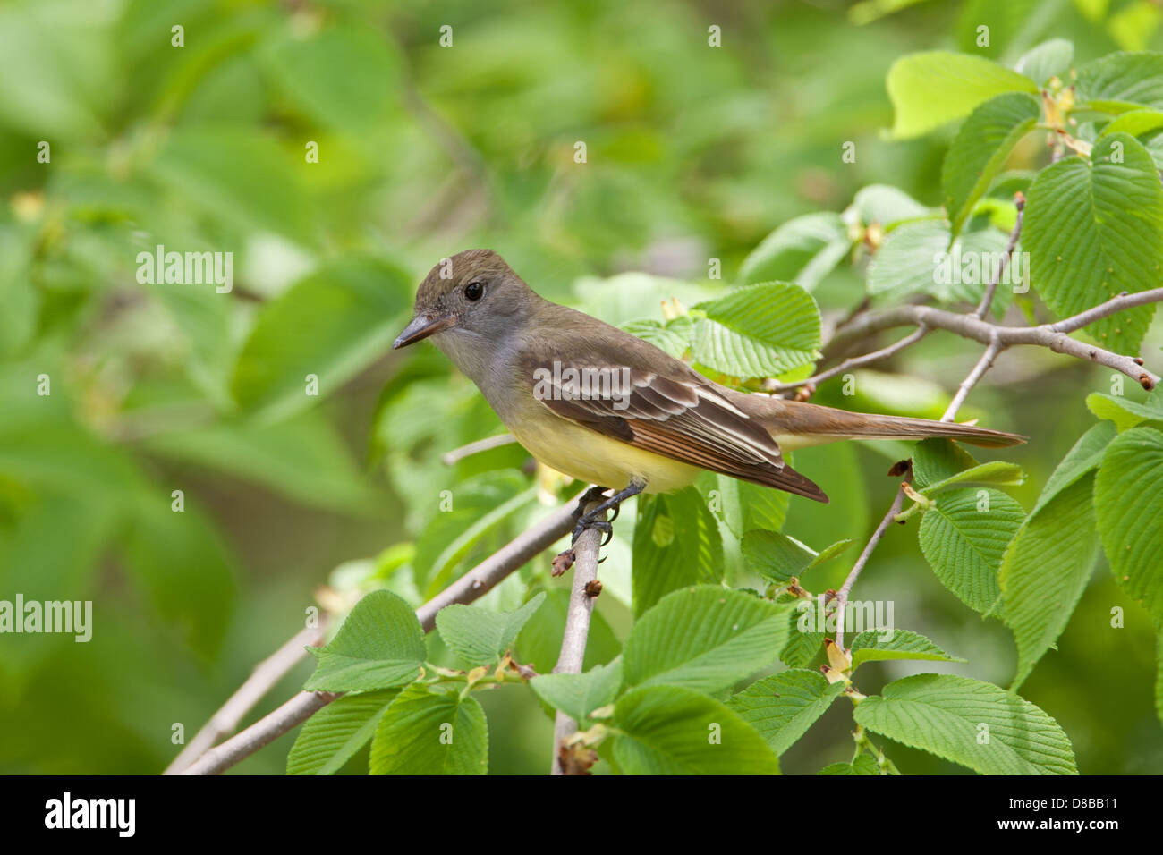 Great-Crested Flycatcher perching in Elm Tree bird songbird Ornithology ...