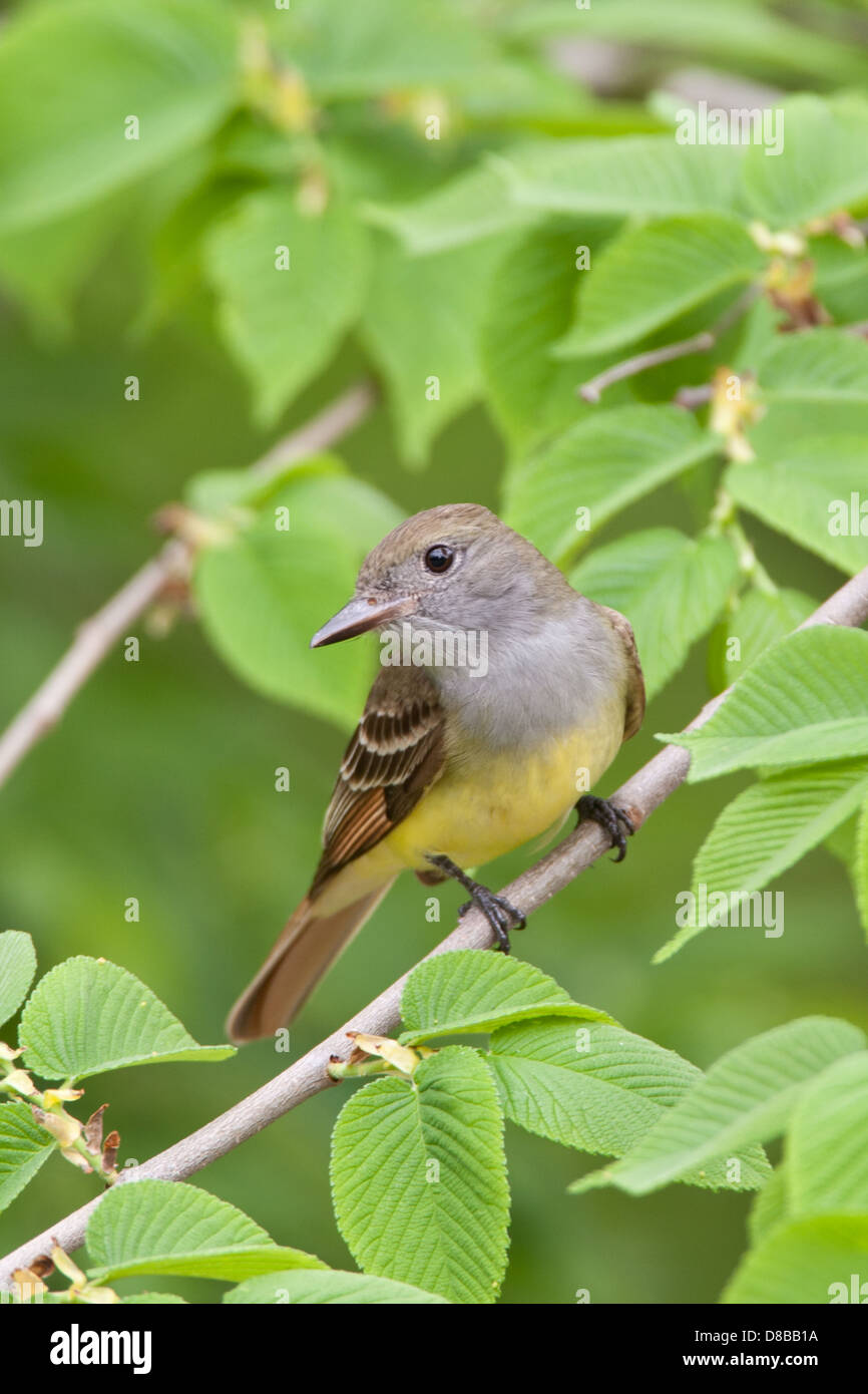 Great-Crested Flycatcher perching in Elm Tree - vertical bird songbird ...