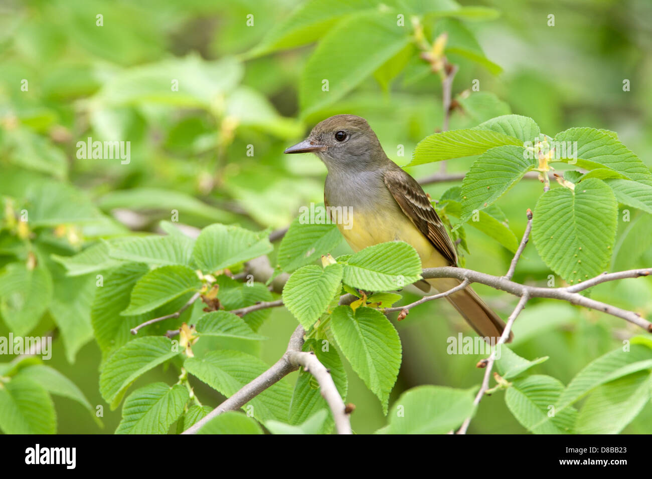 Great-Crested Flycatcher perching in Elm Tree bird songbird Ornithology ...