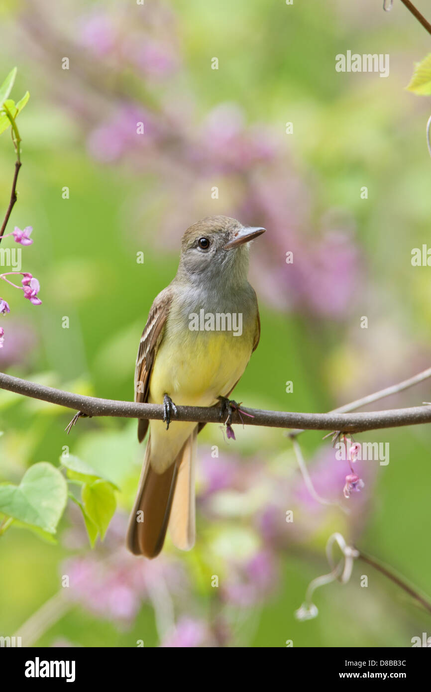 Flycatcher in blooms hi-res stock photography and images - Alamy