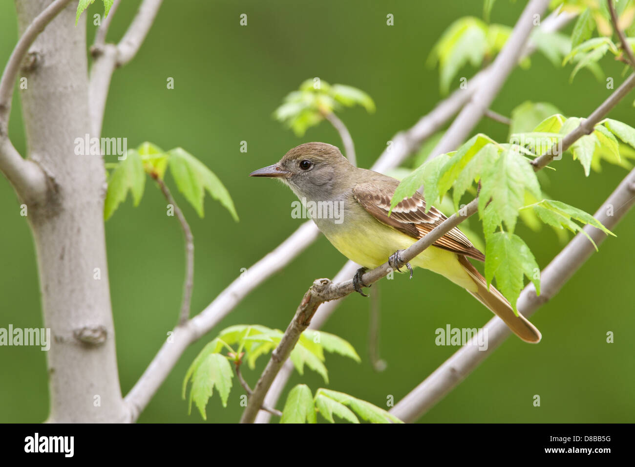Great-Crested Flycatcher perching in Maple Tree bird songbird ...
