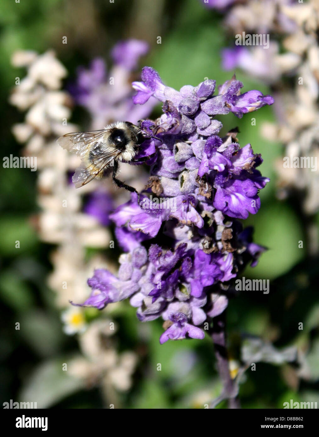 A bumblebee collecting nectar from purple flowers. The image showcases ...