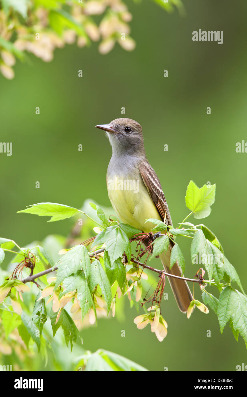 Great-Crested Flycatcher perching in Maple Tree - vertical bird ...