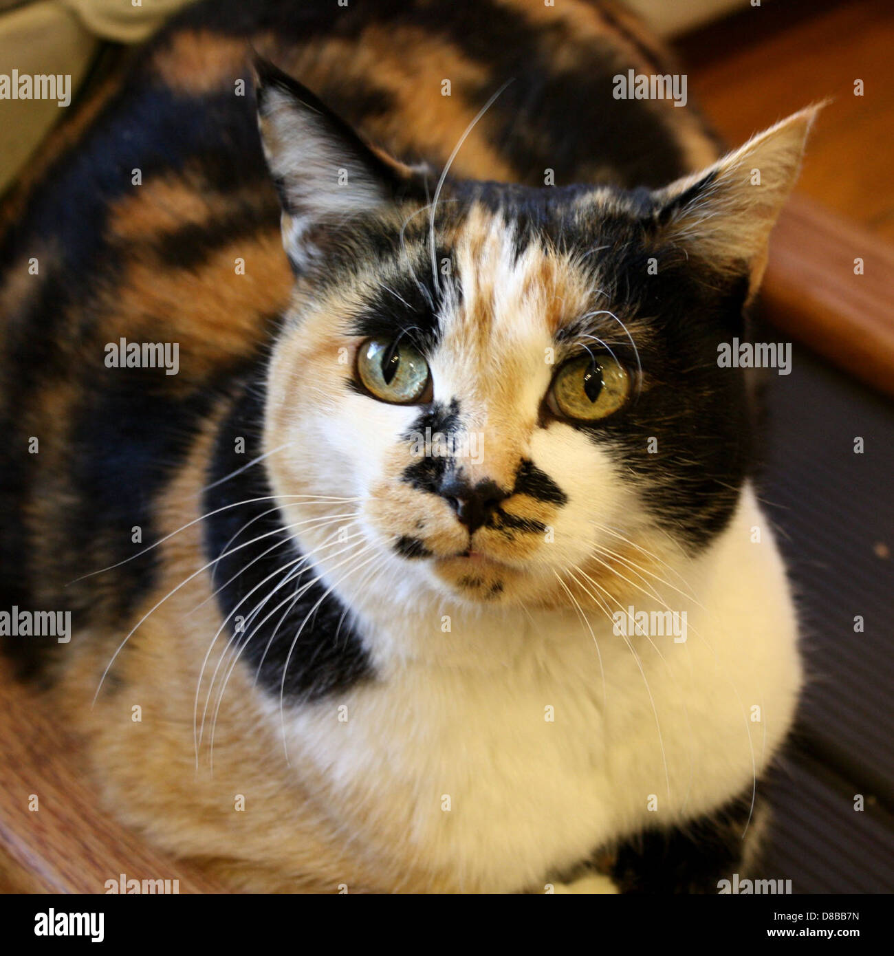 A close-up image of a calico cat, showcasing its distinct tri-color fur ...