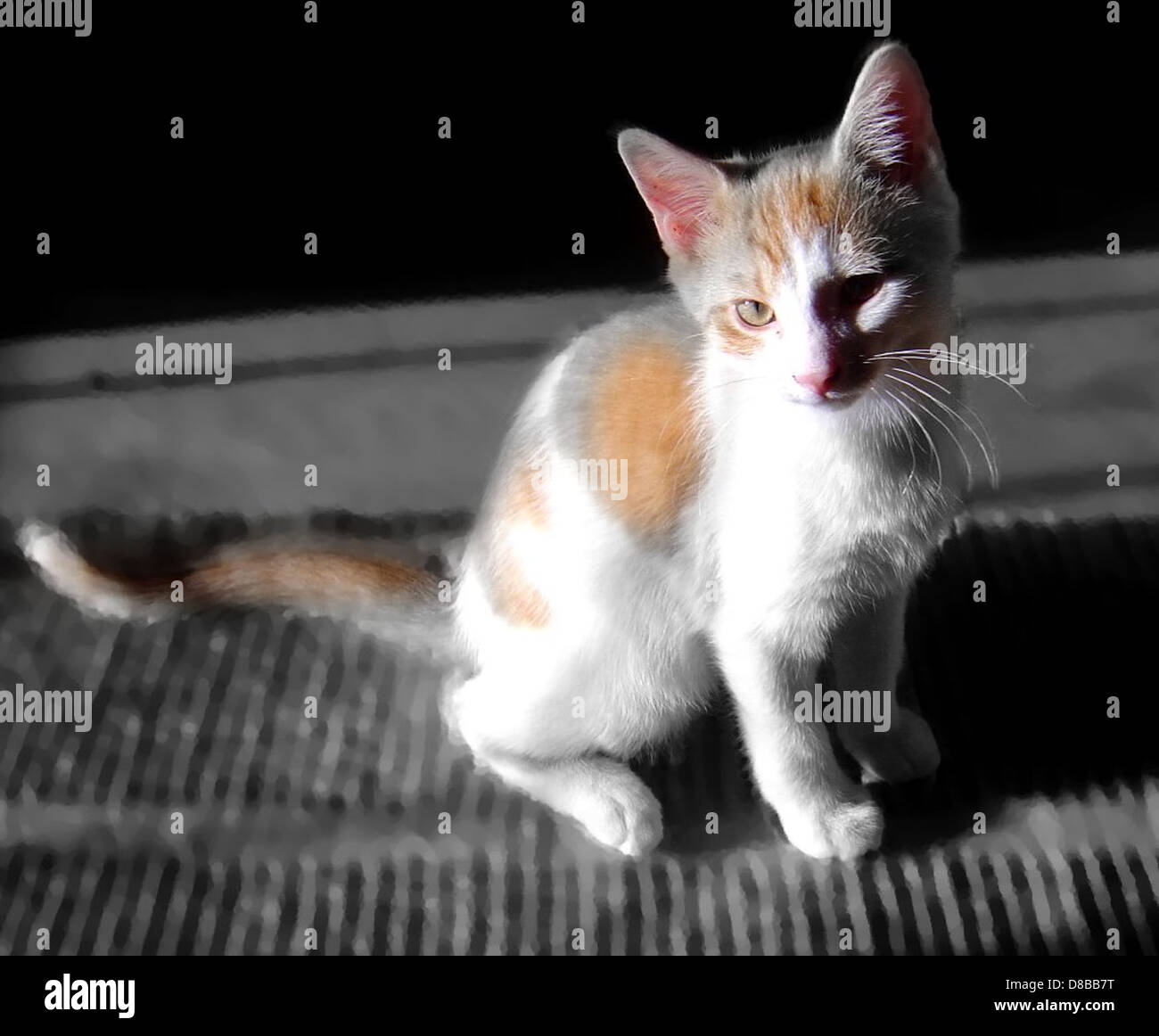 A small calico kitten basking in a warm sunbeam, with its colorful coat ...