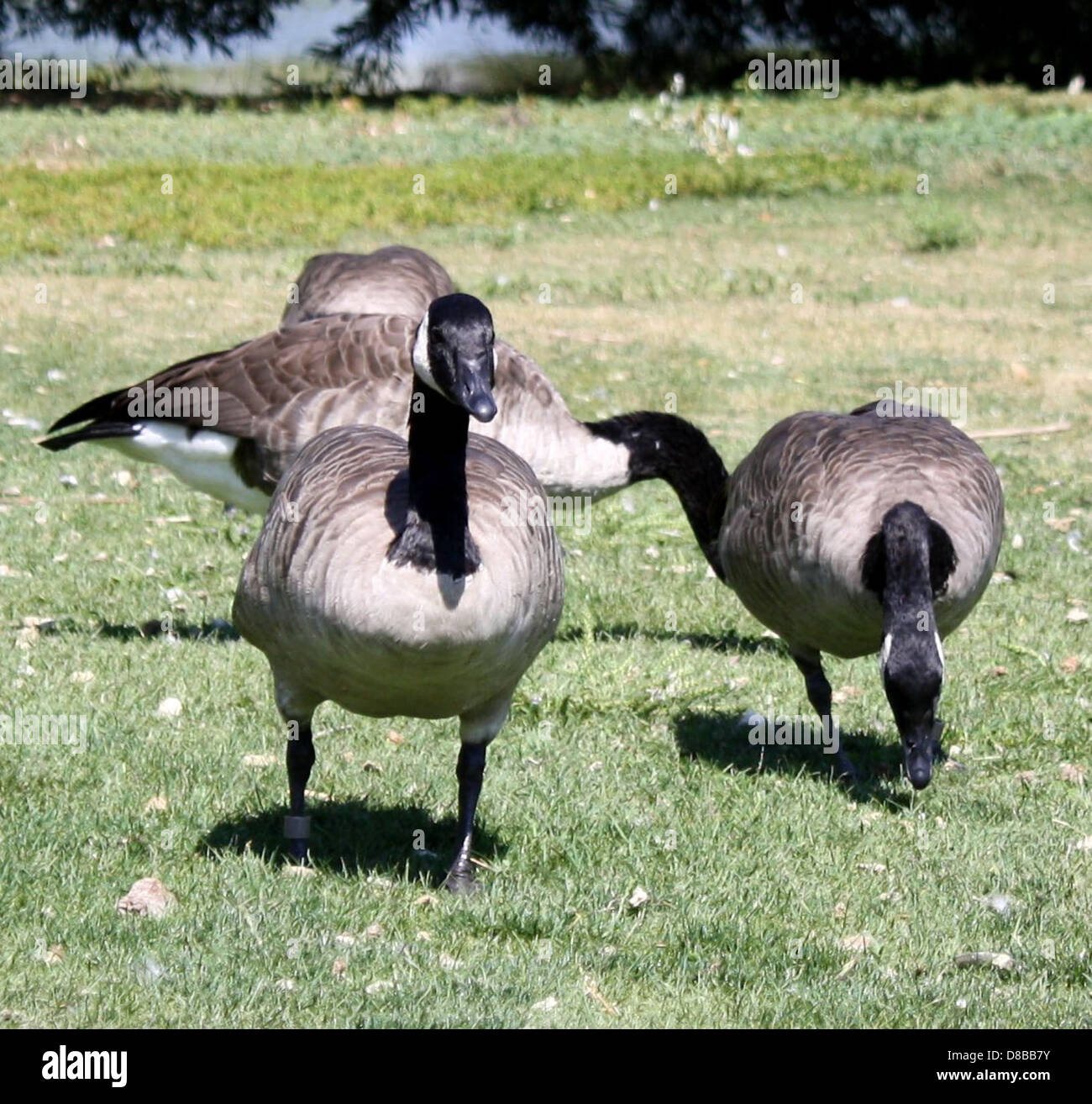 A group of Canadian geese in flight. Known for their distinctive V ...