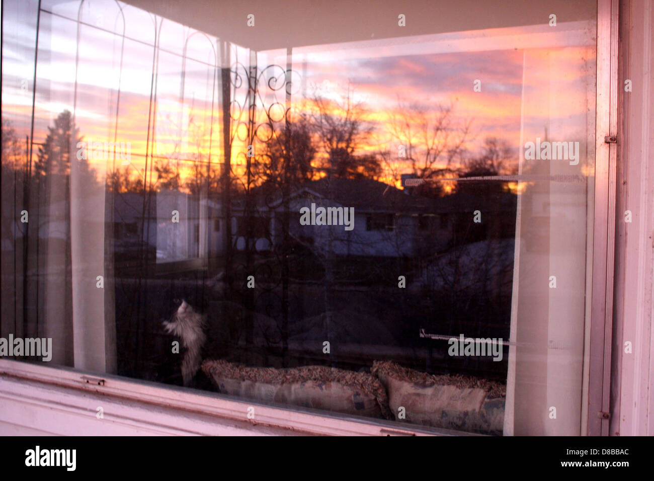 A domestic cat gazes out of a window, watching the sunrise. The soft ...