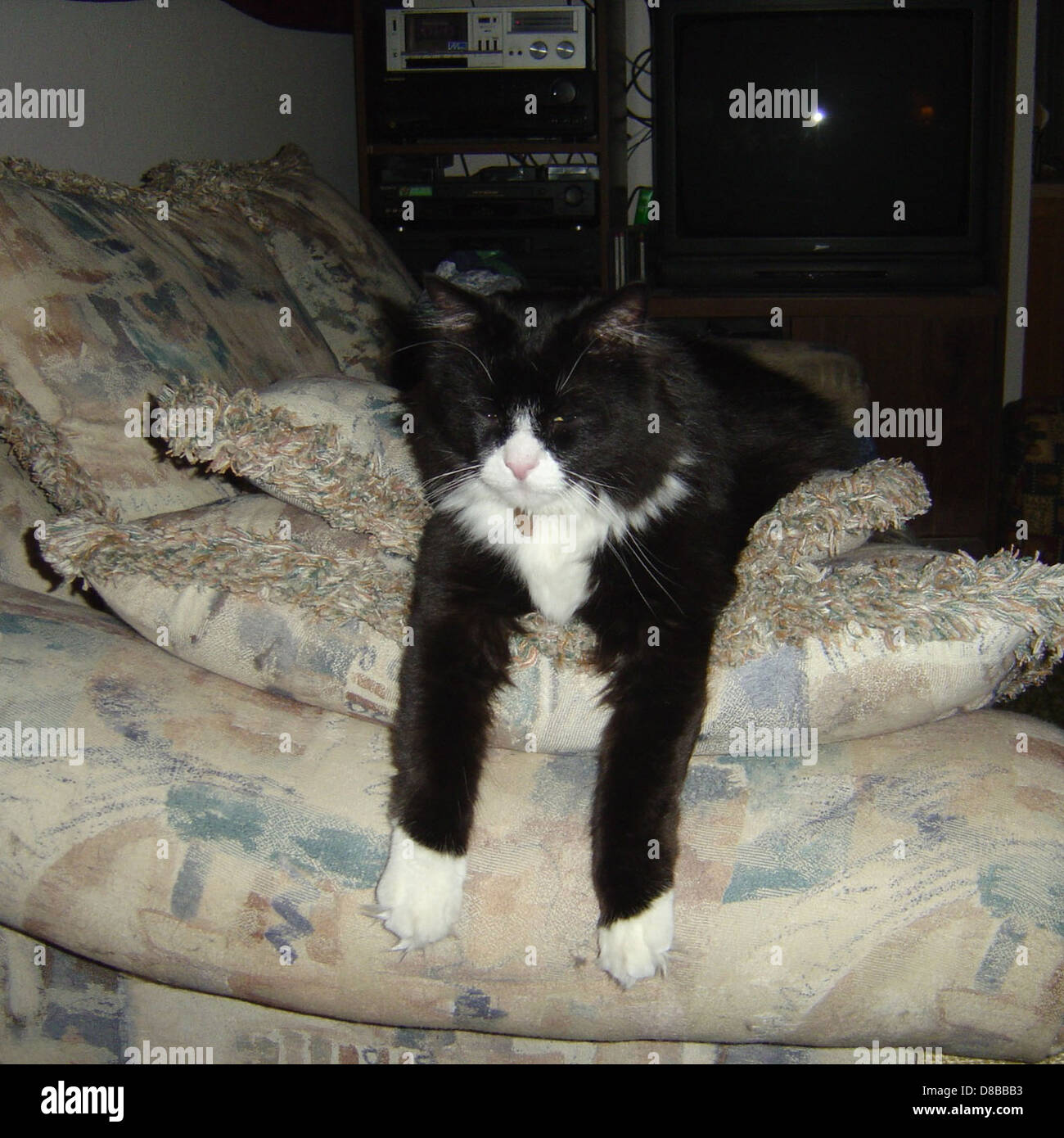 cat draped over pillows Stock Photo - Alamy