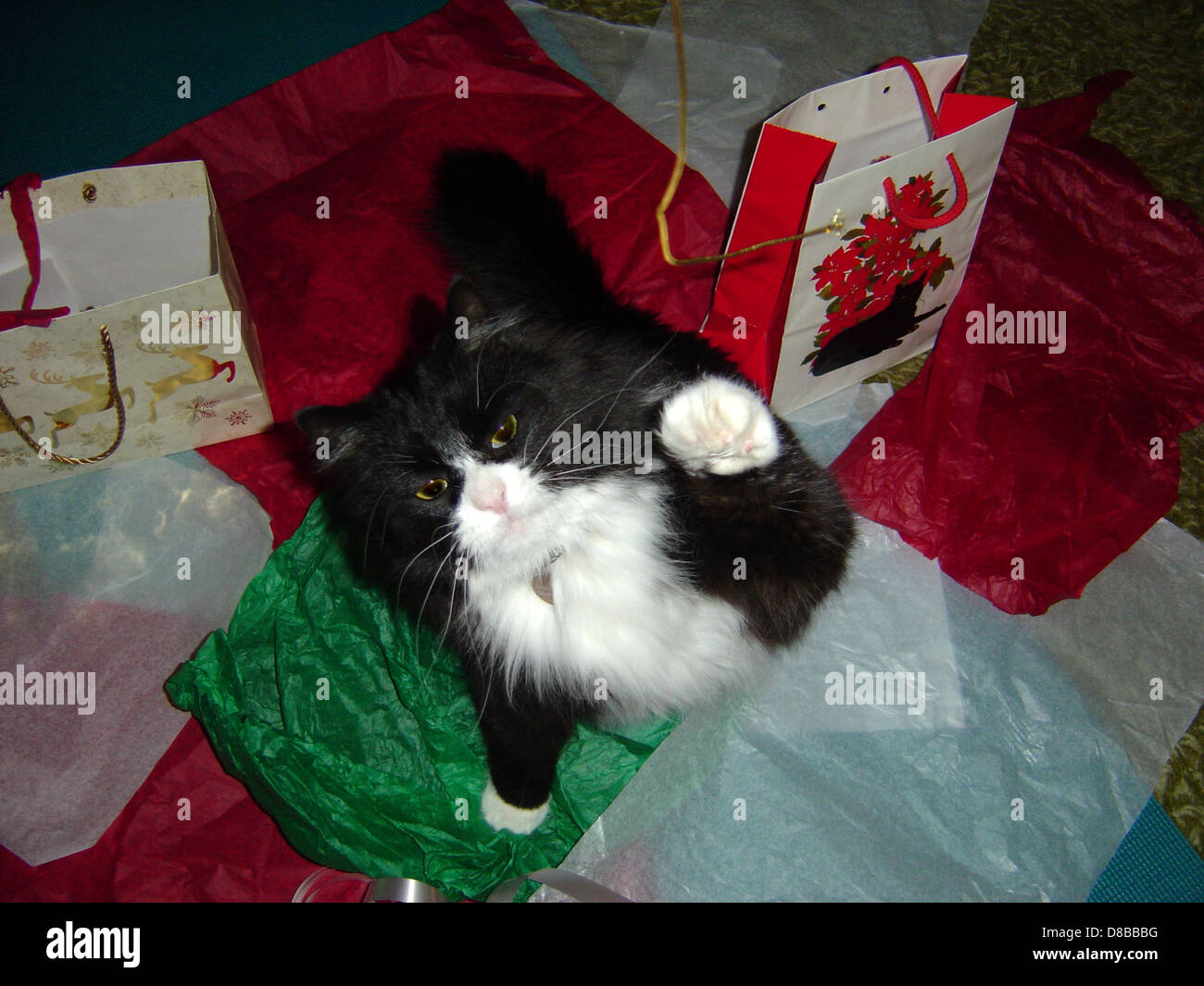 cat reaching for christmas ribbon Stock Photo - Alamy