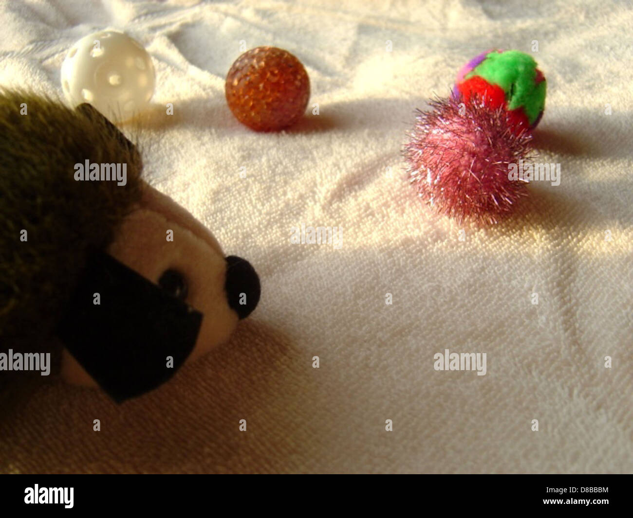 A collection of colorful cat toys laid out under the sunlight, casting ...