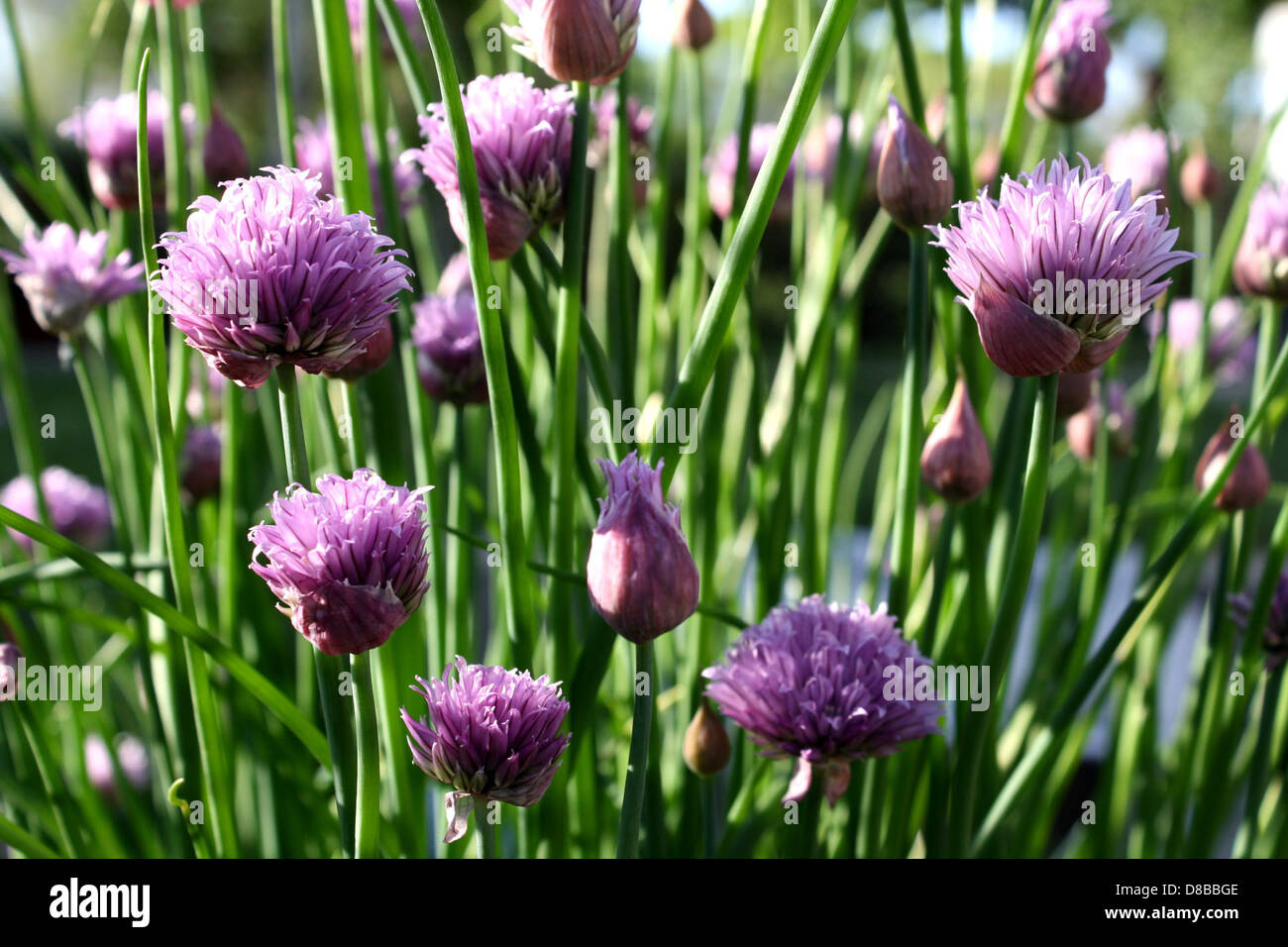 A close-up of chive flowers, showing the delicate purple blooms that ...
