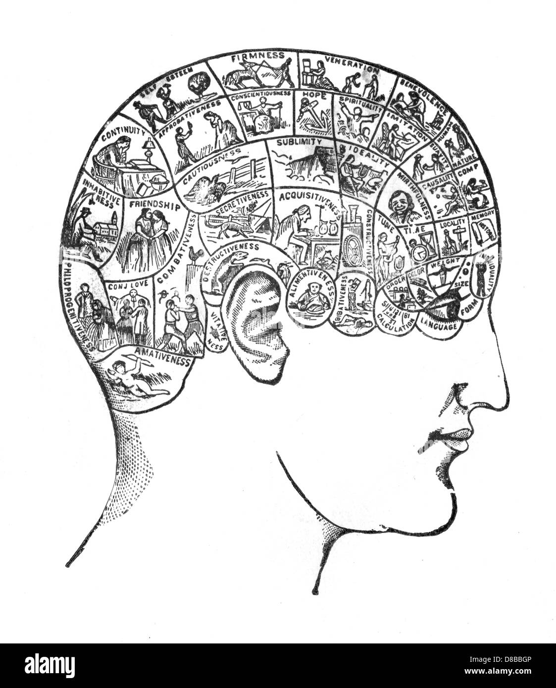 Phrenology Black and White Stock Photos & Images - Alamy