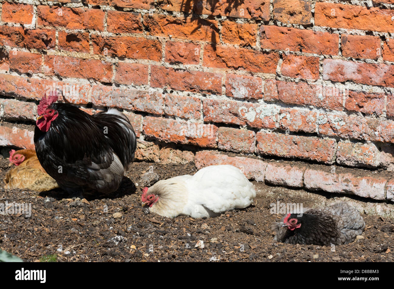 Cock bantam with dustbathing hens Stock Photo - Alamy