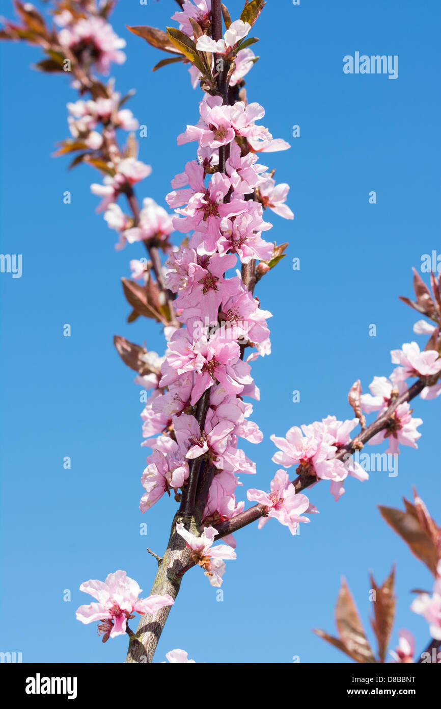 Blossom of flowering cherry, 'spring glow' Stock Photo - Alamy