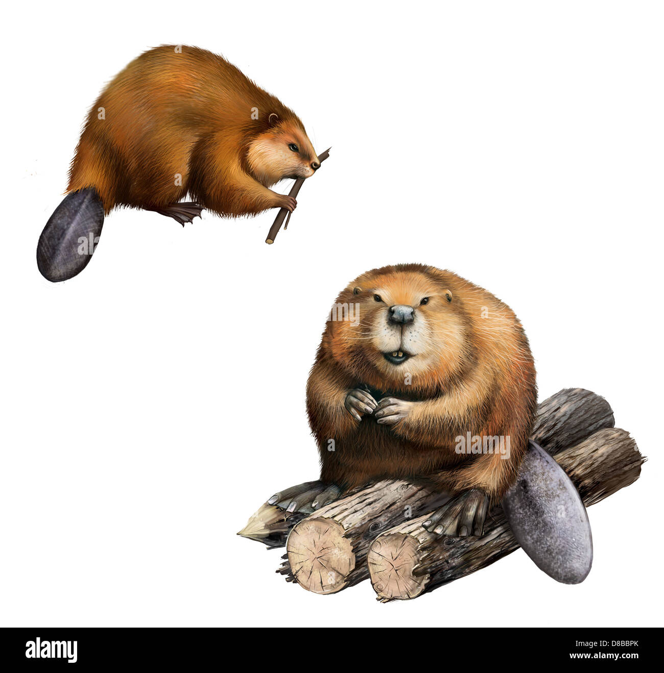 Adult Beaver sitting on logs. Isolated Illustration on white background ...