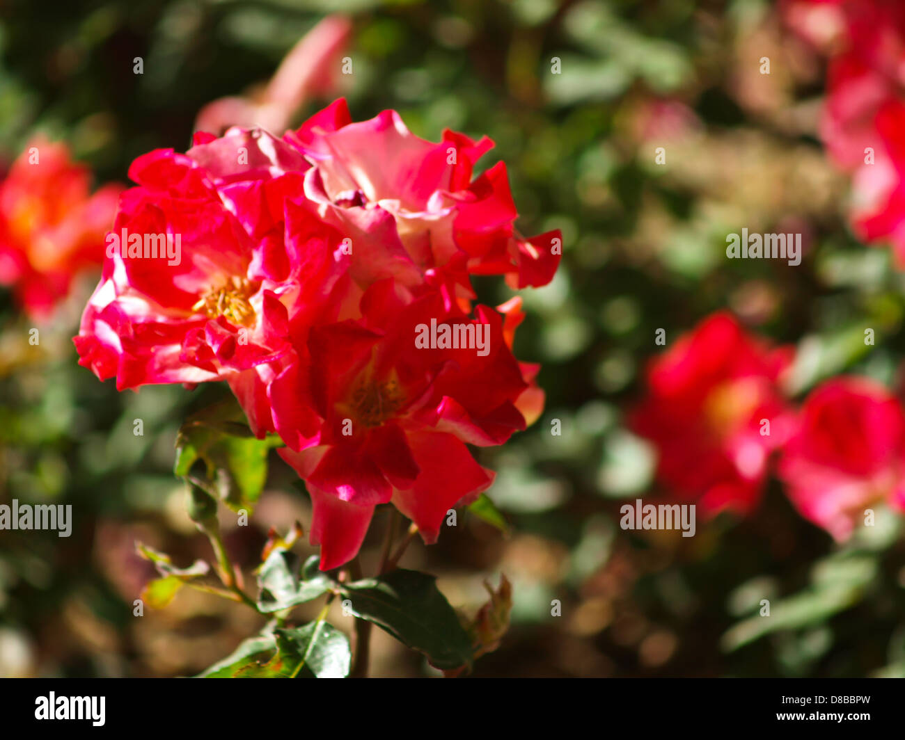 Red azalea flowers in nature Stock Photo - Alamy