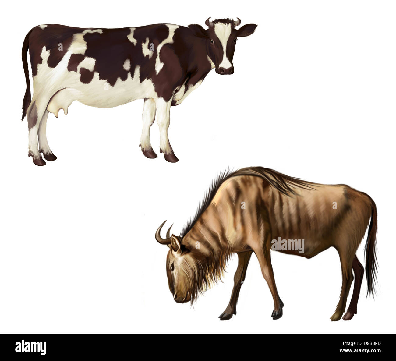 Cow africa farm milk Cut Out Stock Images & Pictures - Alamy