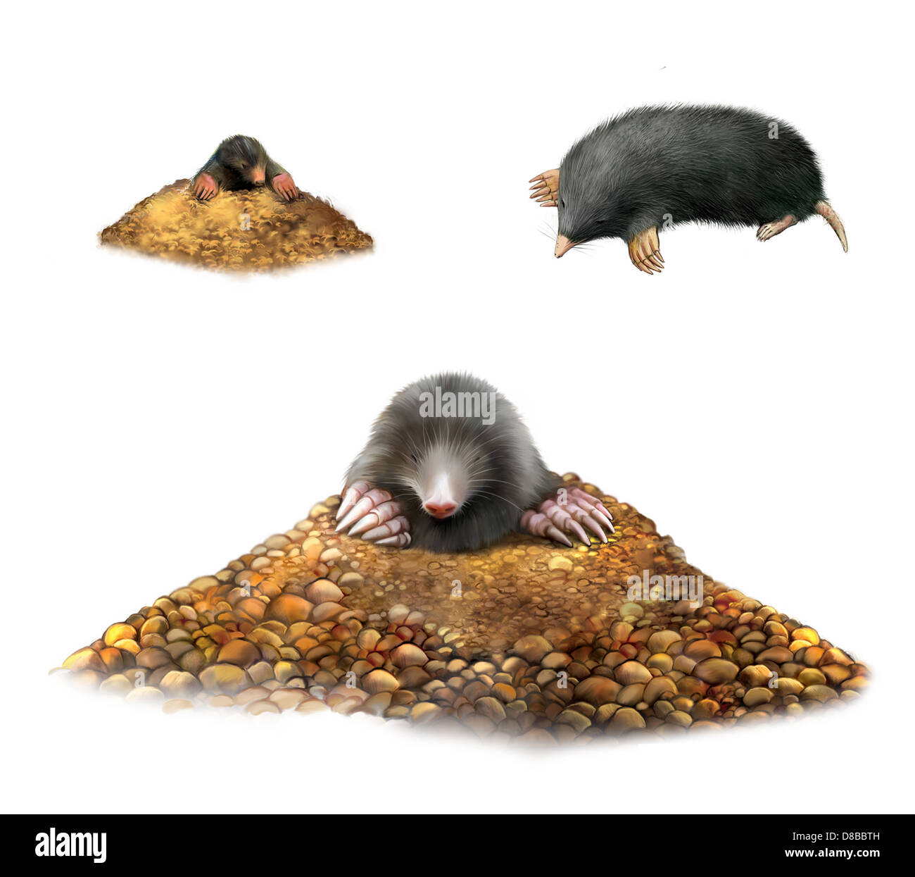 animal Mole in molehill showing claws. Isolated Illustration on white ...