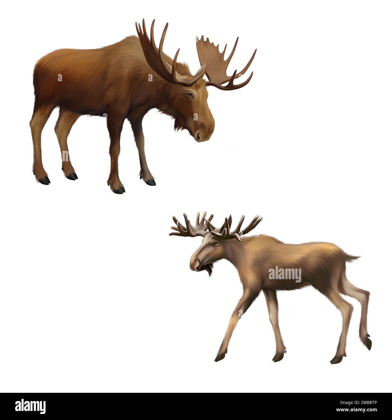 Adult moose without horns, Isolated on white Stock Photo - Alamy