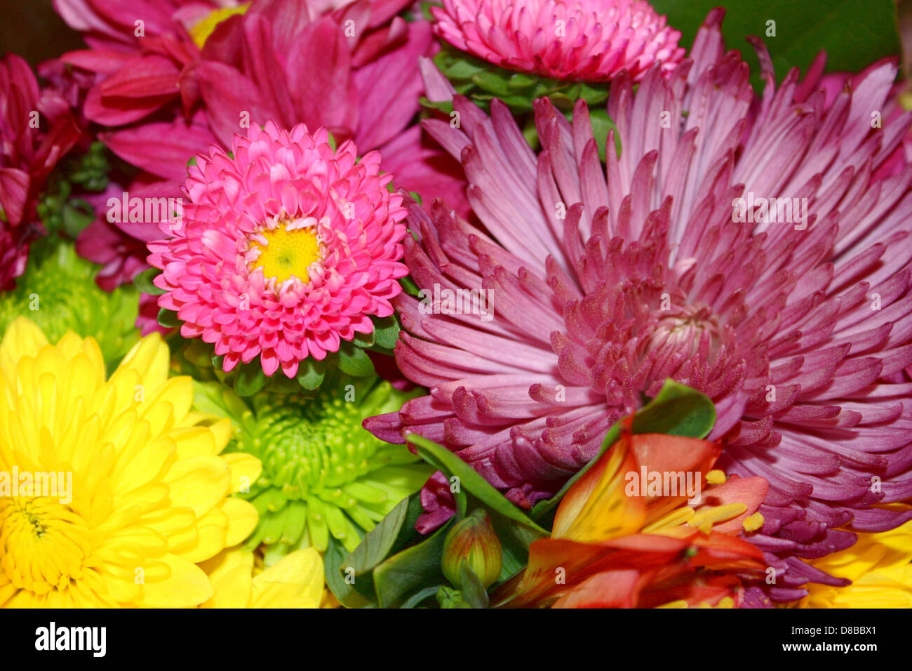 Photo of mums hi-res stock photography and images - Alamy