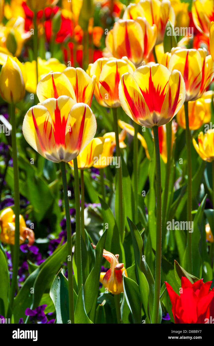 Tulips in garden Stock Photo - Alamy