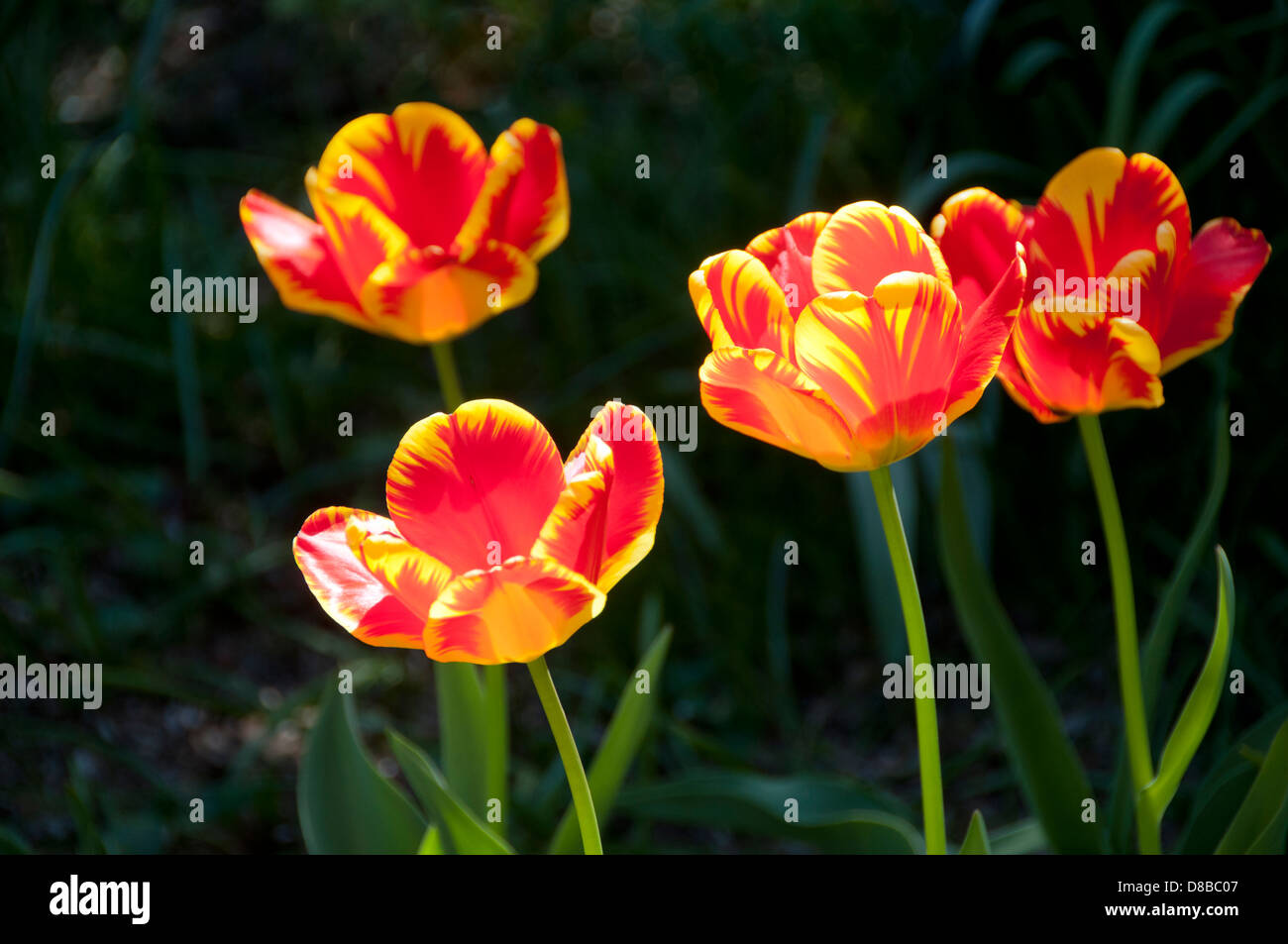Back lit tulips hi-res stock photography and images - Alamy