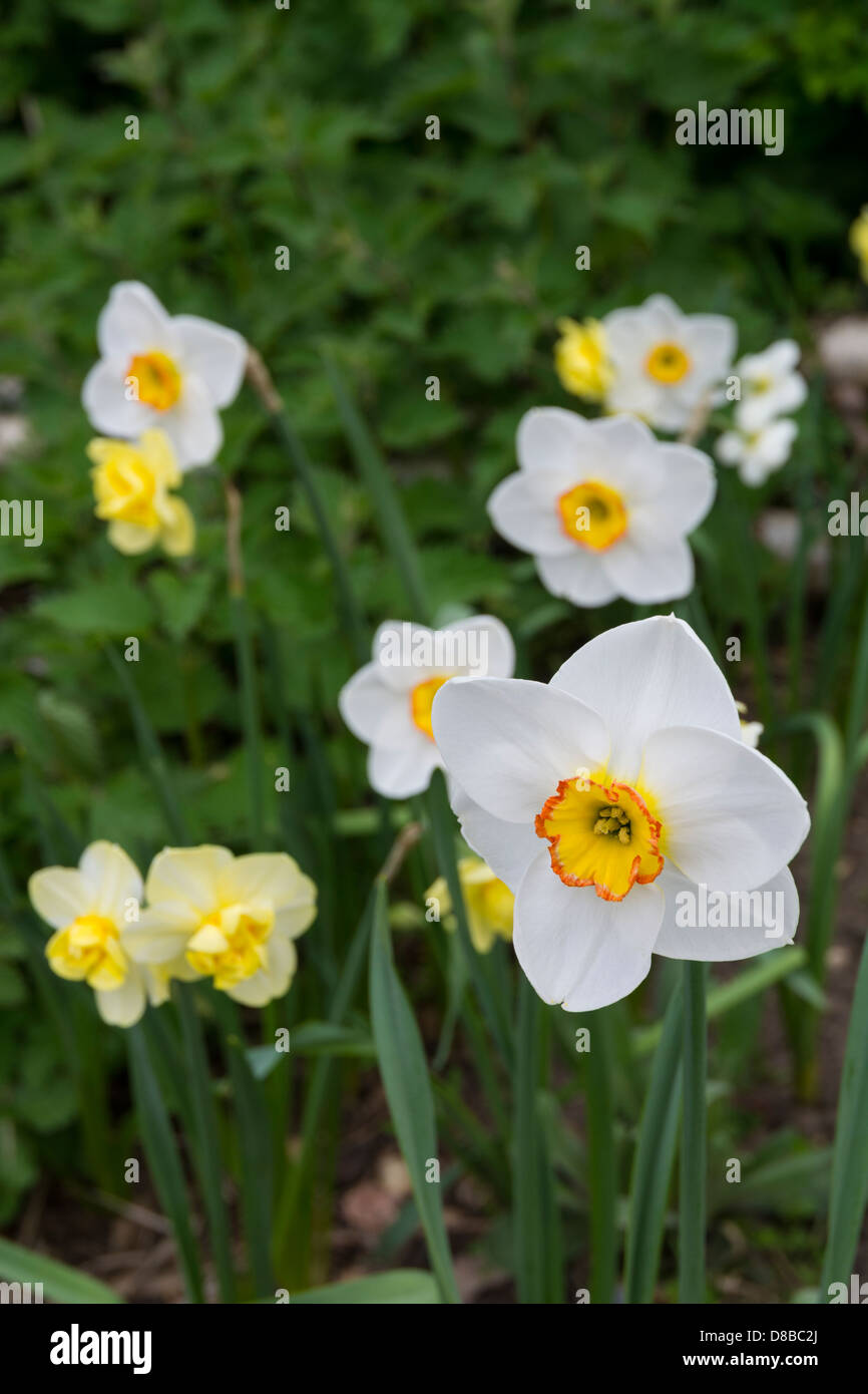 Informal planting of mixed narcissus Stock Photo - Alamy