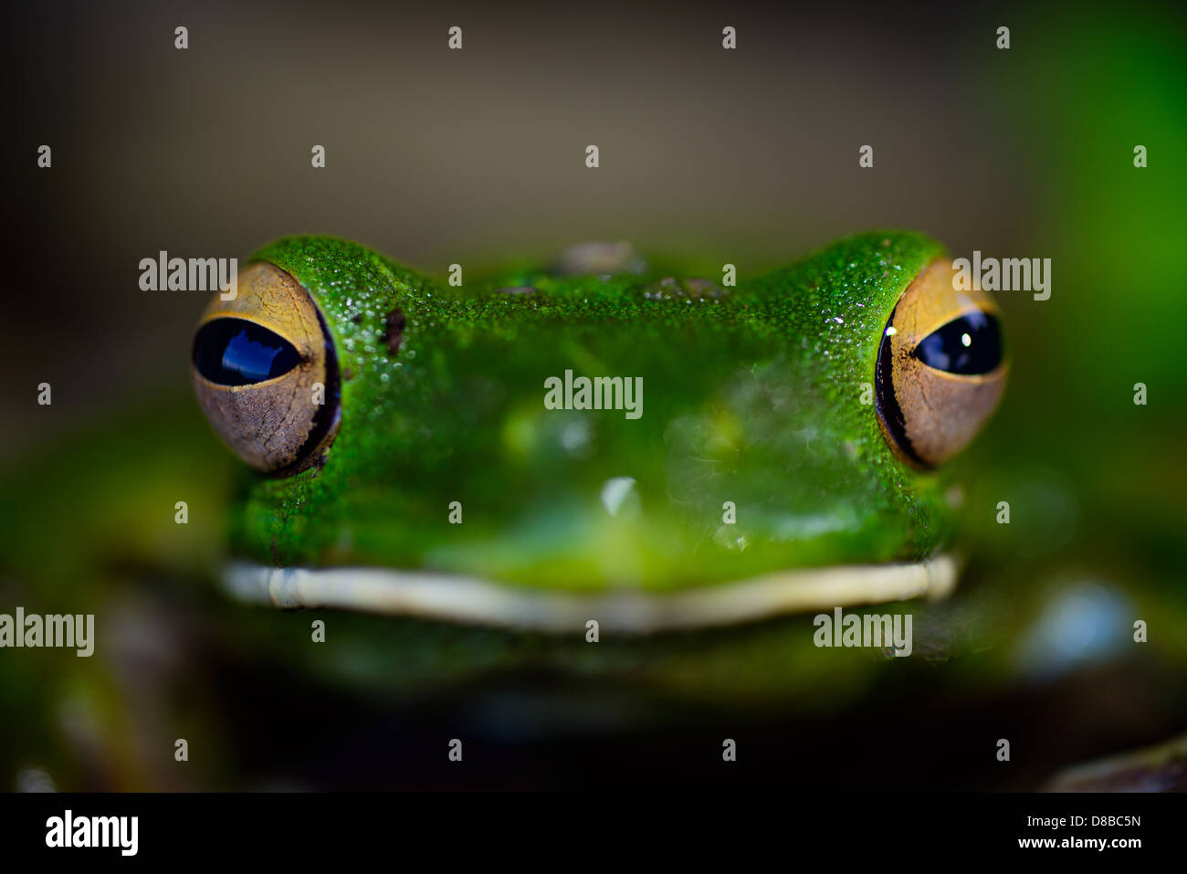 the face portrait of a giant white lipped tree frog (litoria ...