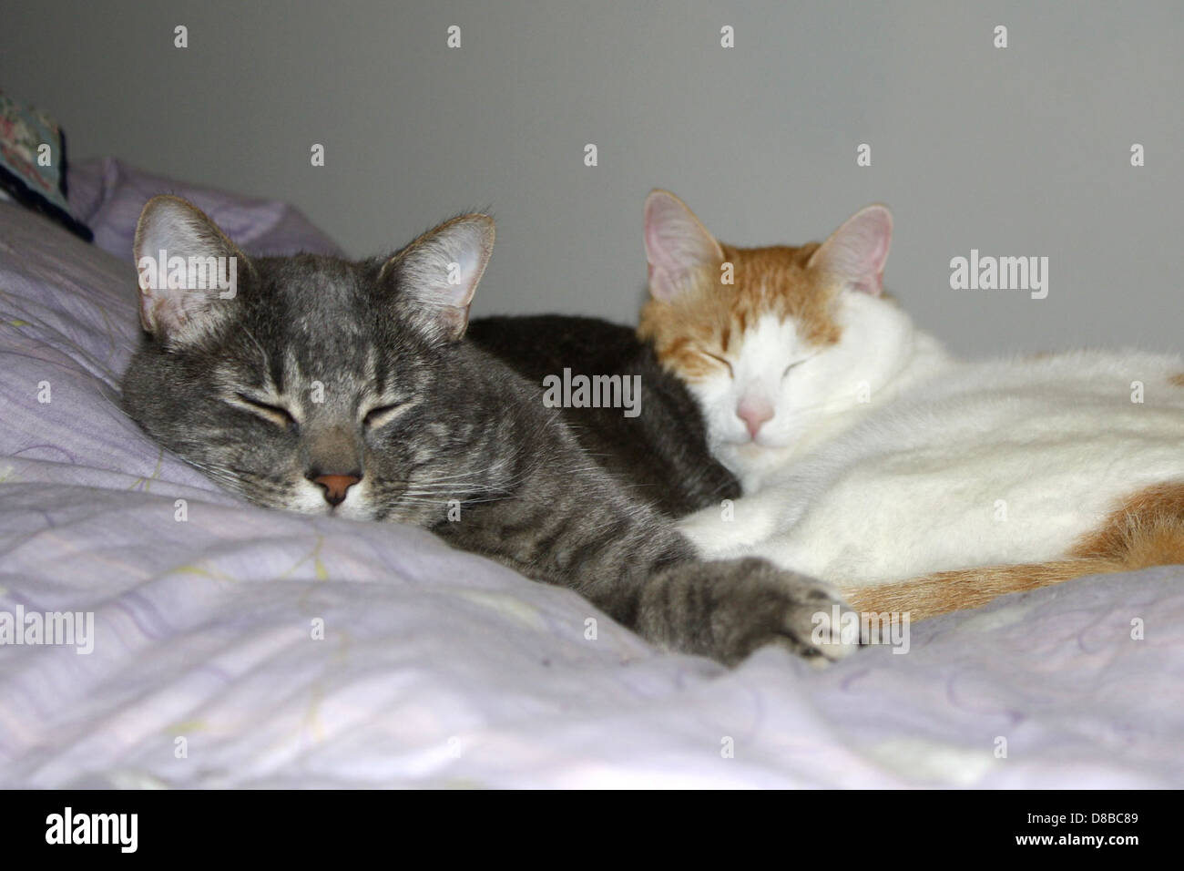 Cuddling cats hi-res stock photography and images - Alamy