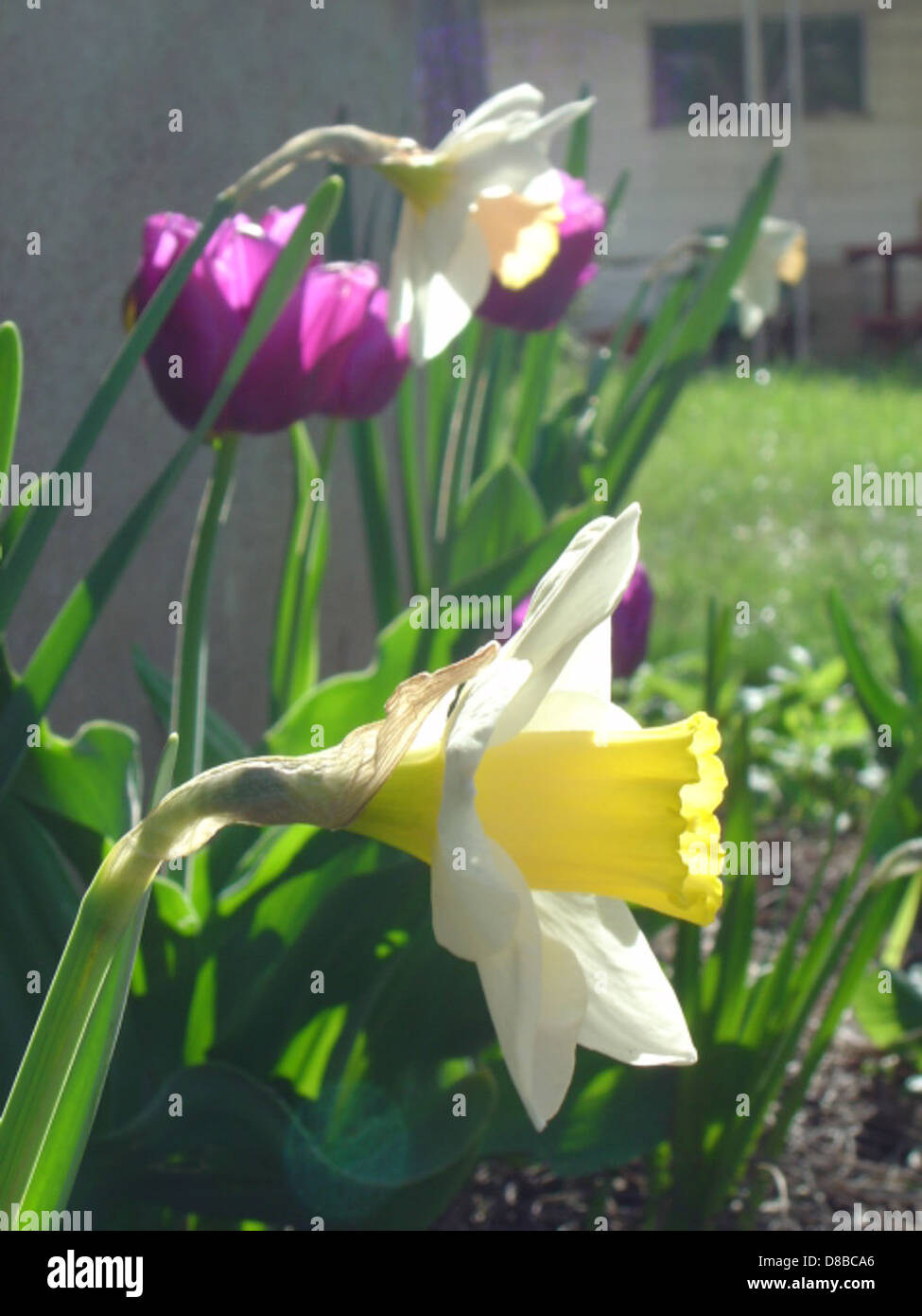 A vibrant display of daffodils and tulips, two popular spring flowers ...