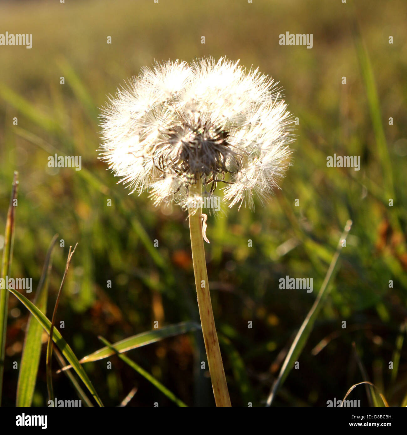 Dandelions life cycle hi-res stock photography and images - Alamy