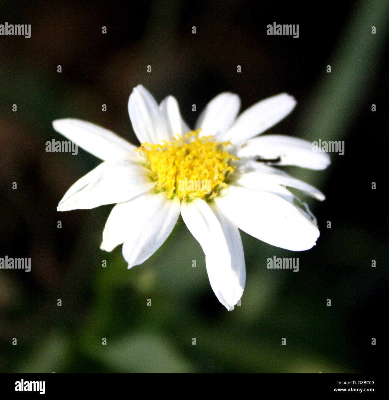 daisy close up Stock Photo - Alamy