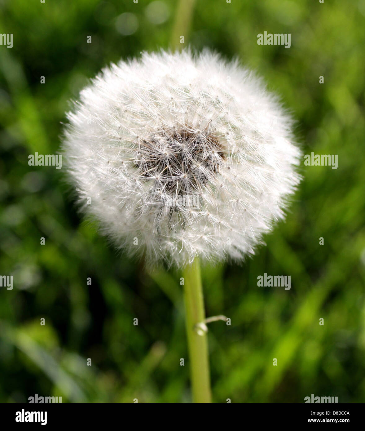 Dandelions life cycle hi-res stock photography and images - Alamy