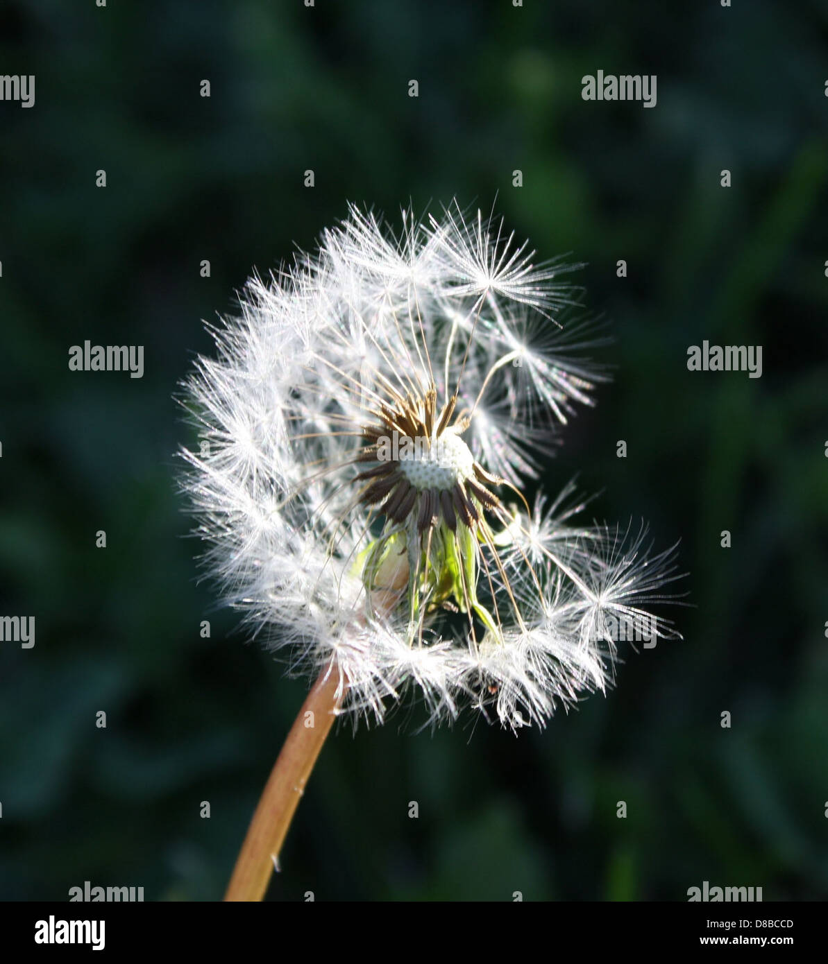 A close-up of dandelion seeds floating in the air, captured in mid ...