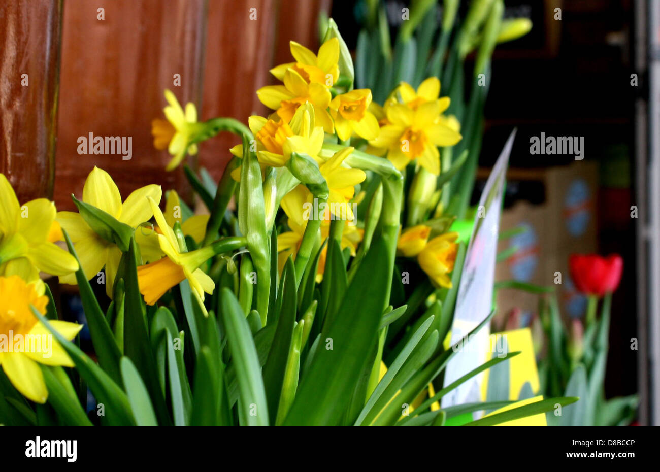 A vibrant display of daffodils for sale, showcasing the bright yellow ...