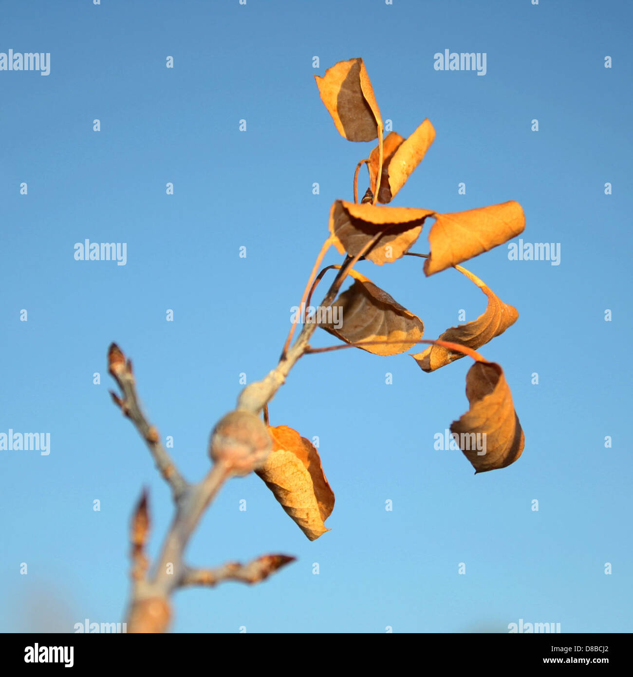 dead aspen leaves Stock Photo - Alamy
