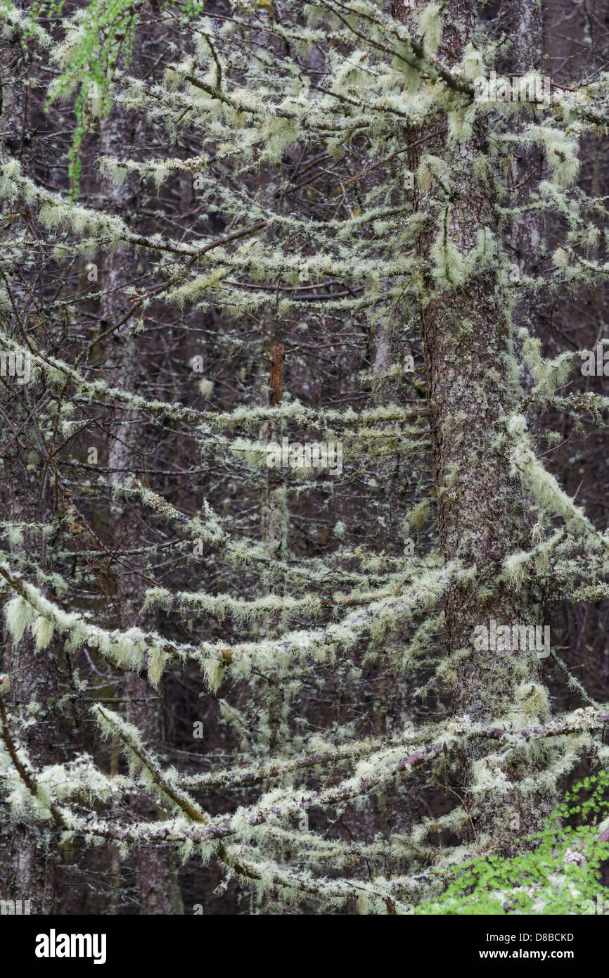 Lichen covered larch trees in a forestry plantation, Mull, Inner ...