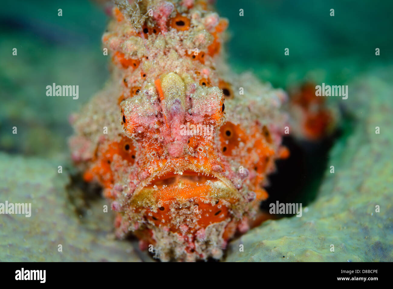 A Painted Frogfish (Antennarius pictus) staying put ready to hunt a ...