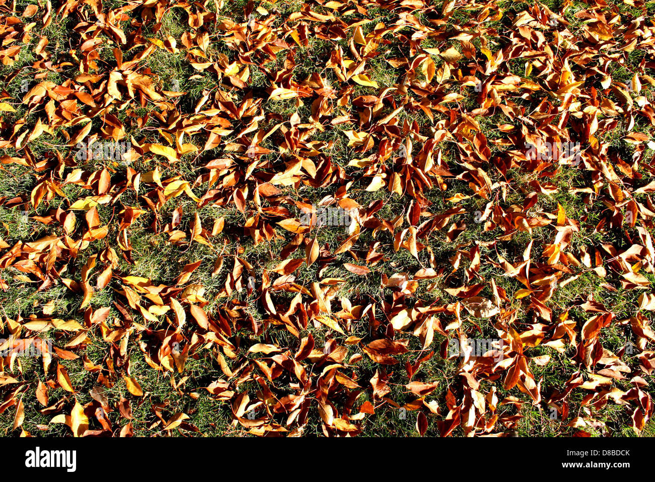 A close-up view of colorful fall leaves scattered across green grass ...