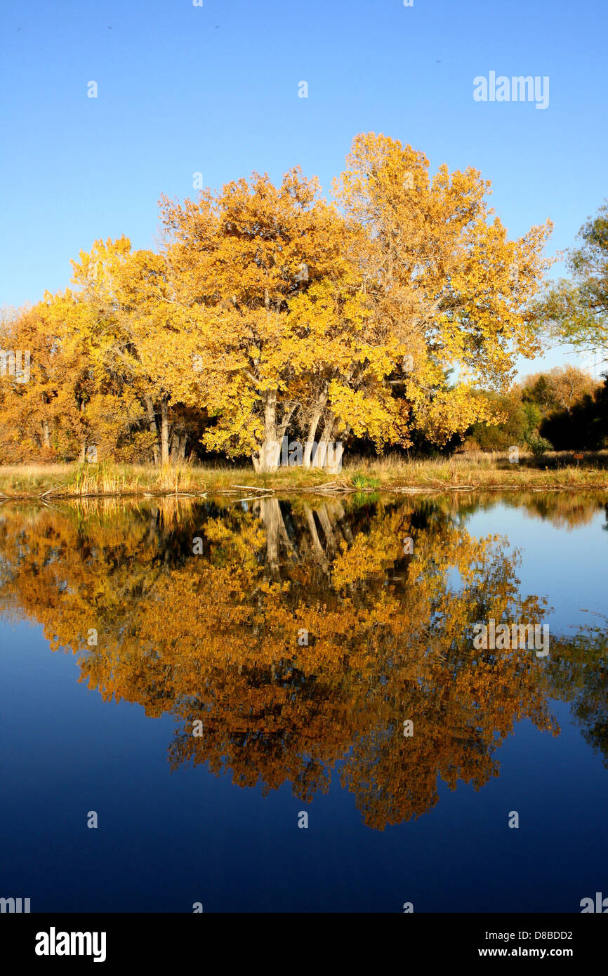 This image shows trees in fall, with colorful foliage surrounding a ...