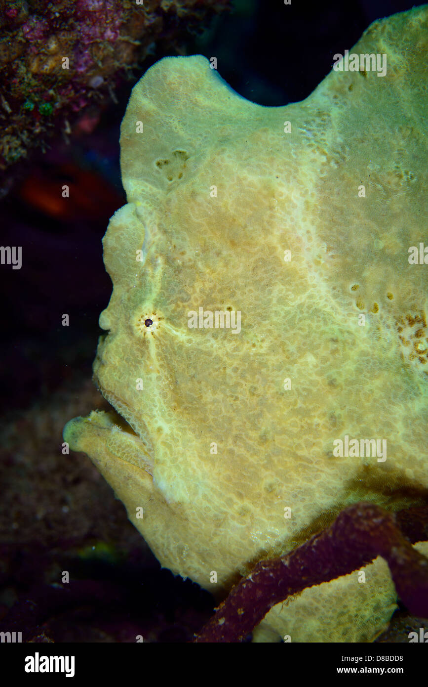 A yellow Giant frogfish Antennarius commersoni photographed from the ...
