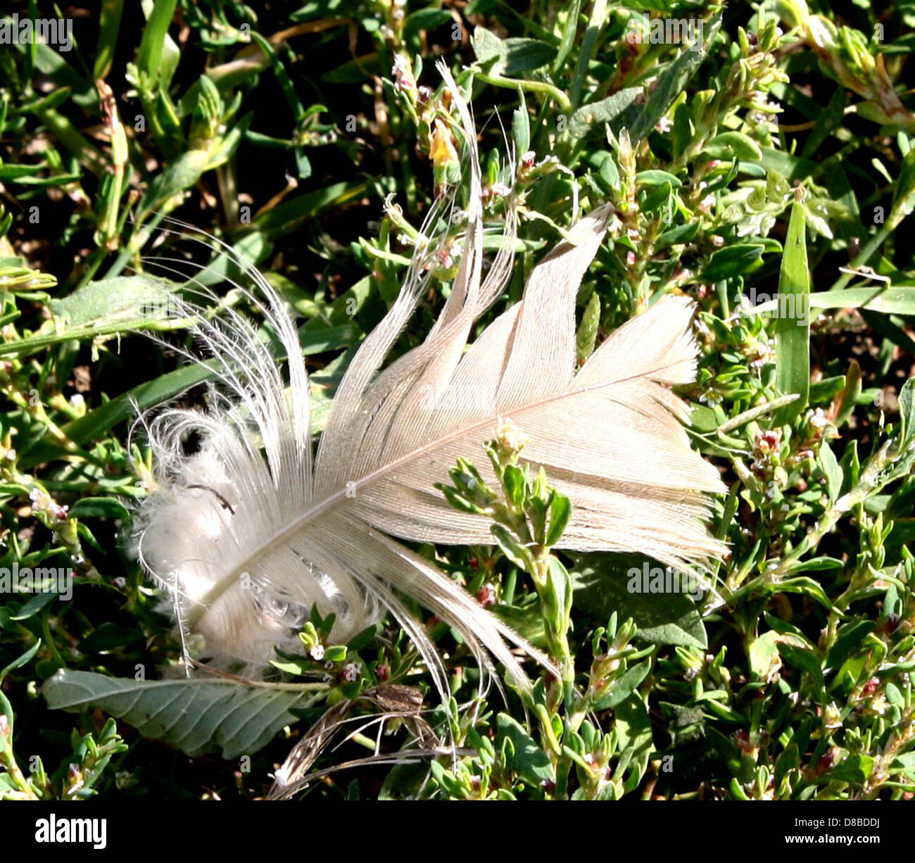 A single feather lies amongst a bed of weeds, with the delicate details ...